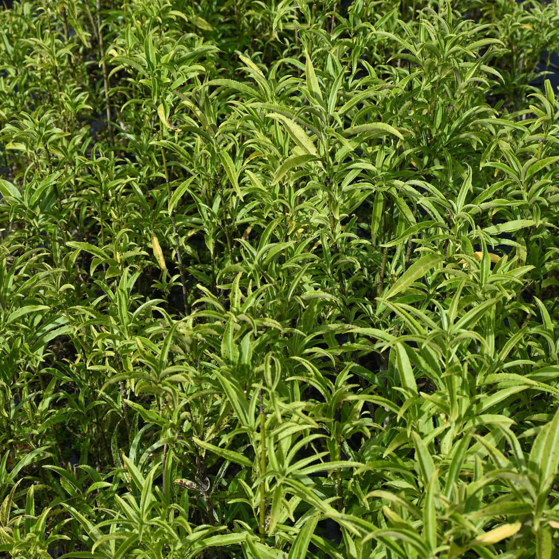 Melicytus lanceolatus - Mahoe-wao ('Narrow-leaf Mahoe') – nursery ...